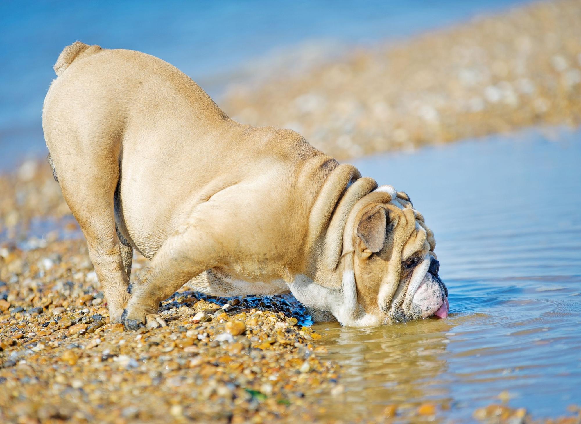 Can Drinking Too Much Water Give Dogs Diarrhea